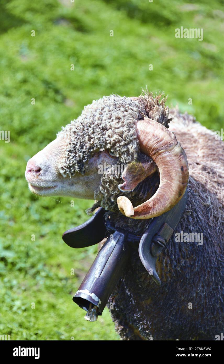 domestic sheep (Ovis ammon f. aries), ram with bell around neck ...