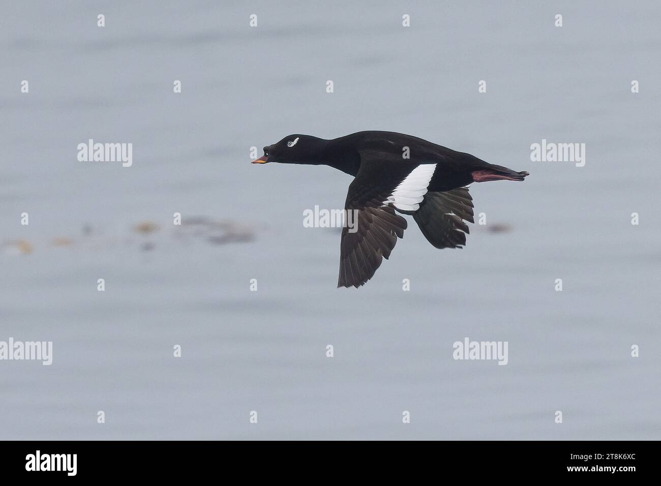 Macreuses hi-res stock photography and images - Alamy