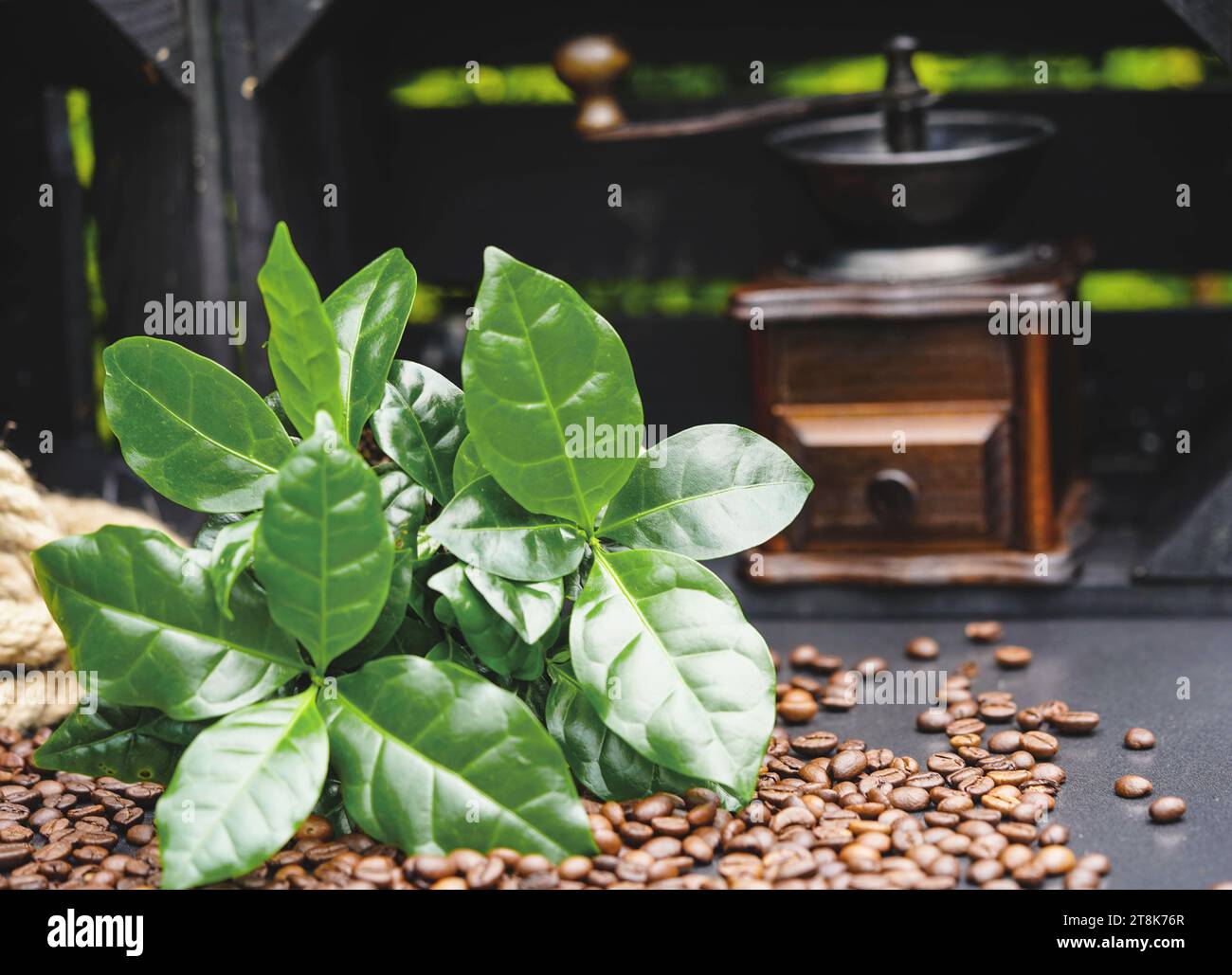 roasted coffee beans with branches of coffee bush and coffee mill Stock ...