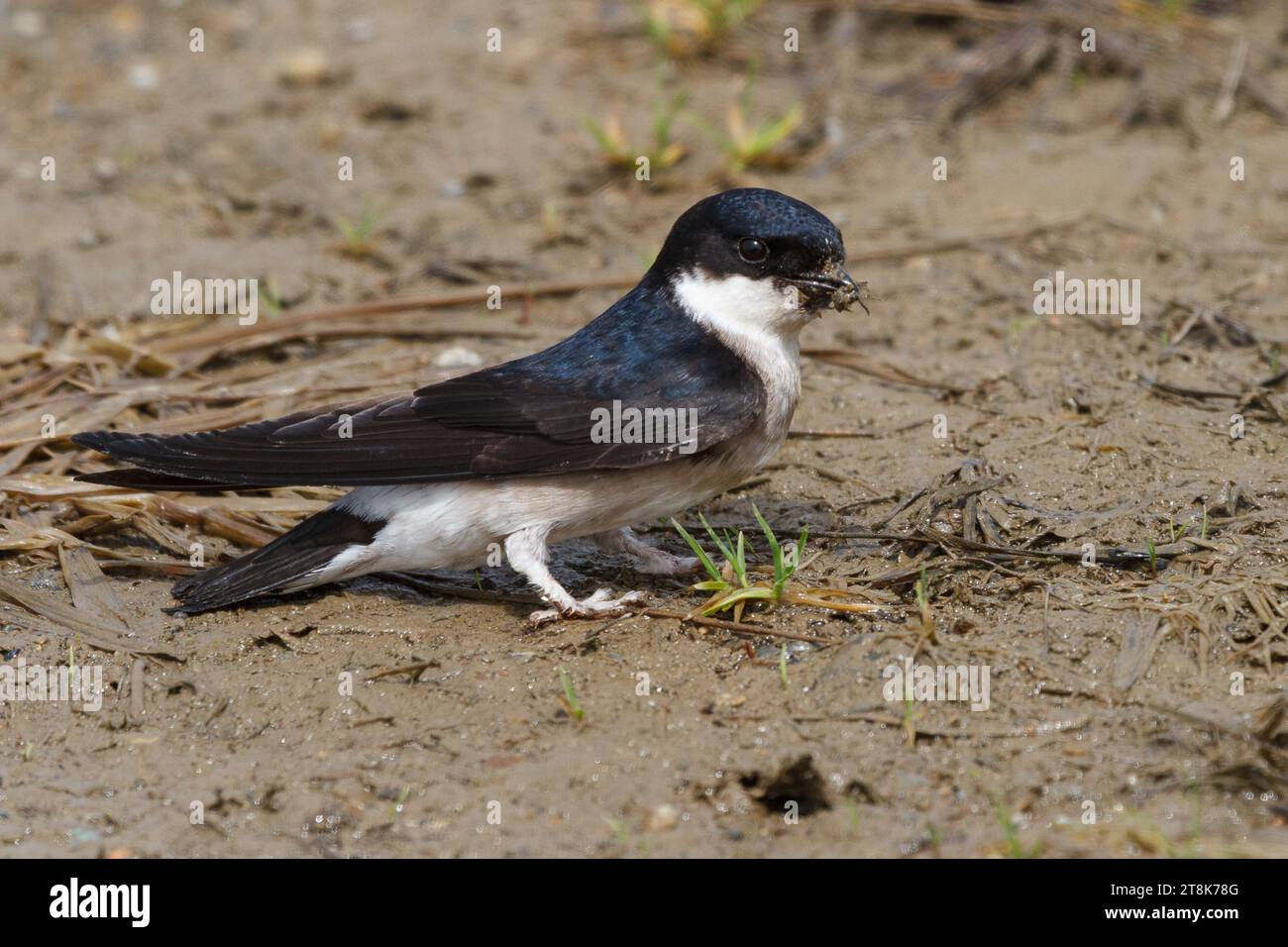 Asian house martins hi-res stock photography and images - Alamy