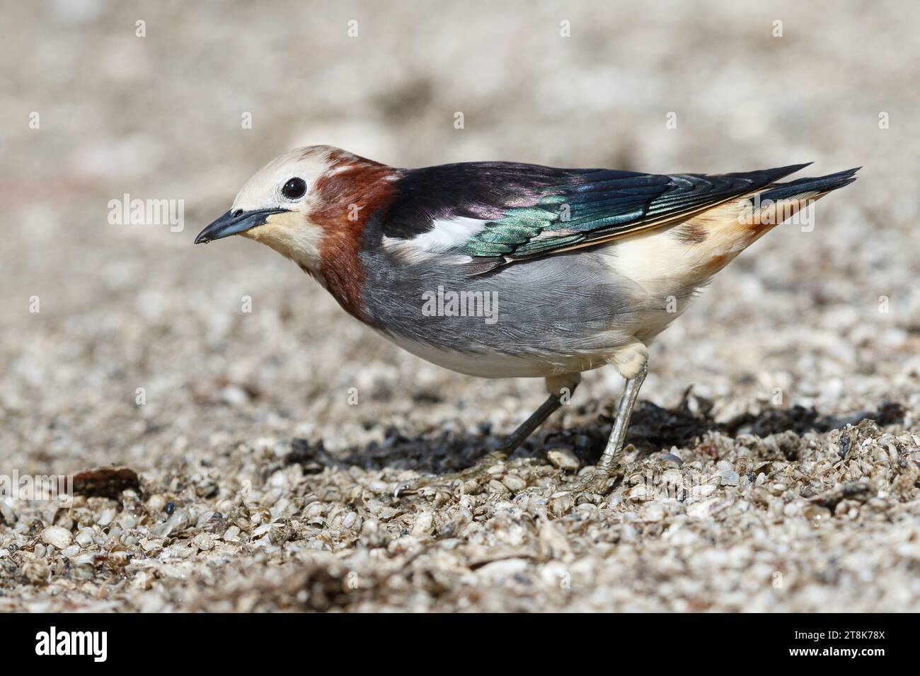 Chestnut-cheeked starling (Agropsar philippensis), male foraging on the ...