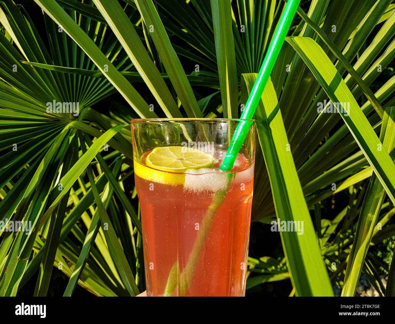 Plastic palms hi-res stock photography and images - Alamy