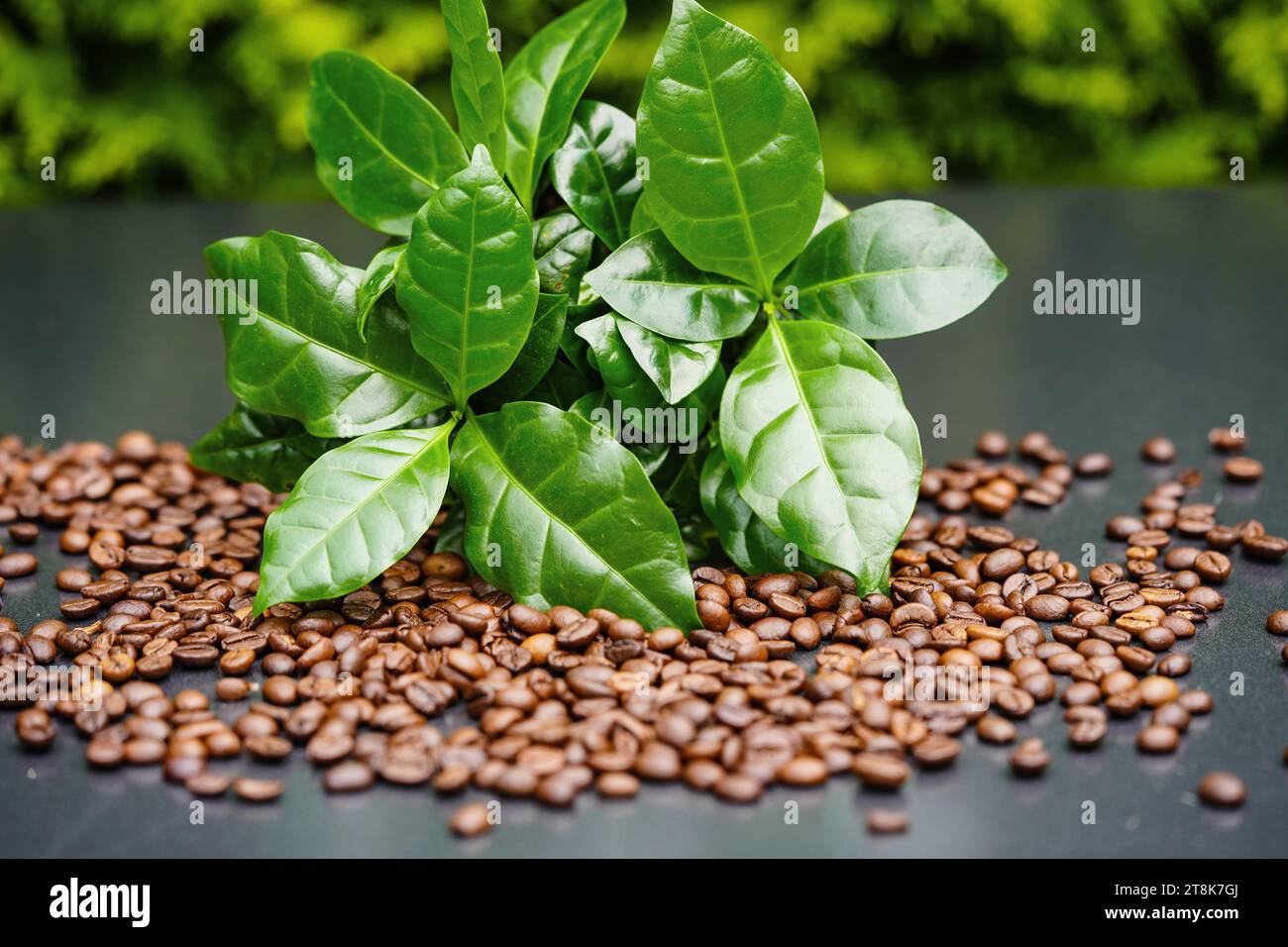 roasted coffee beans with branches of coffee bush Stock Photo - Alamy