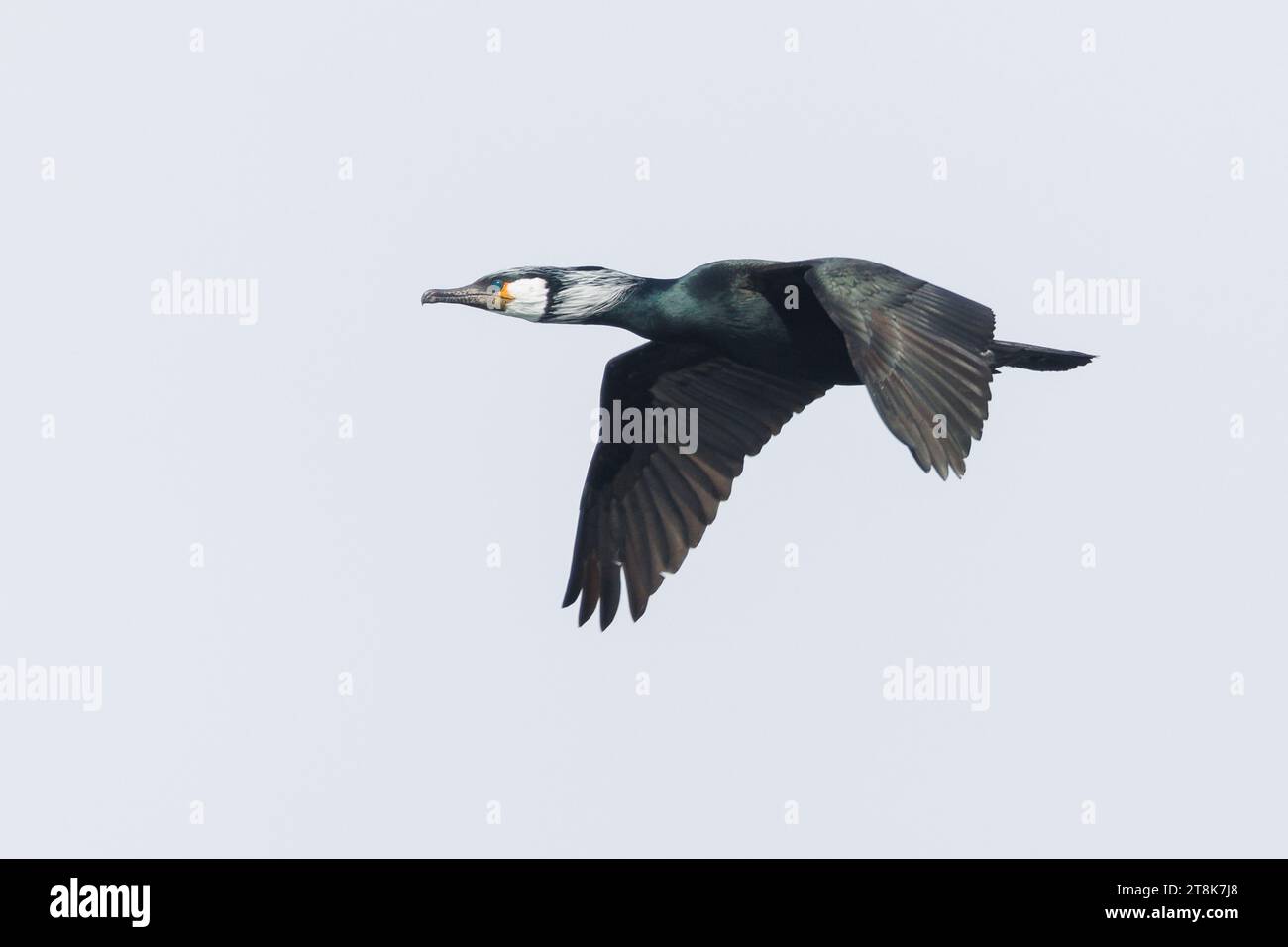 Japanese cormorant (Phalacrocorax capillatus), in flight, Japan ...