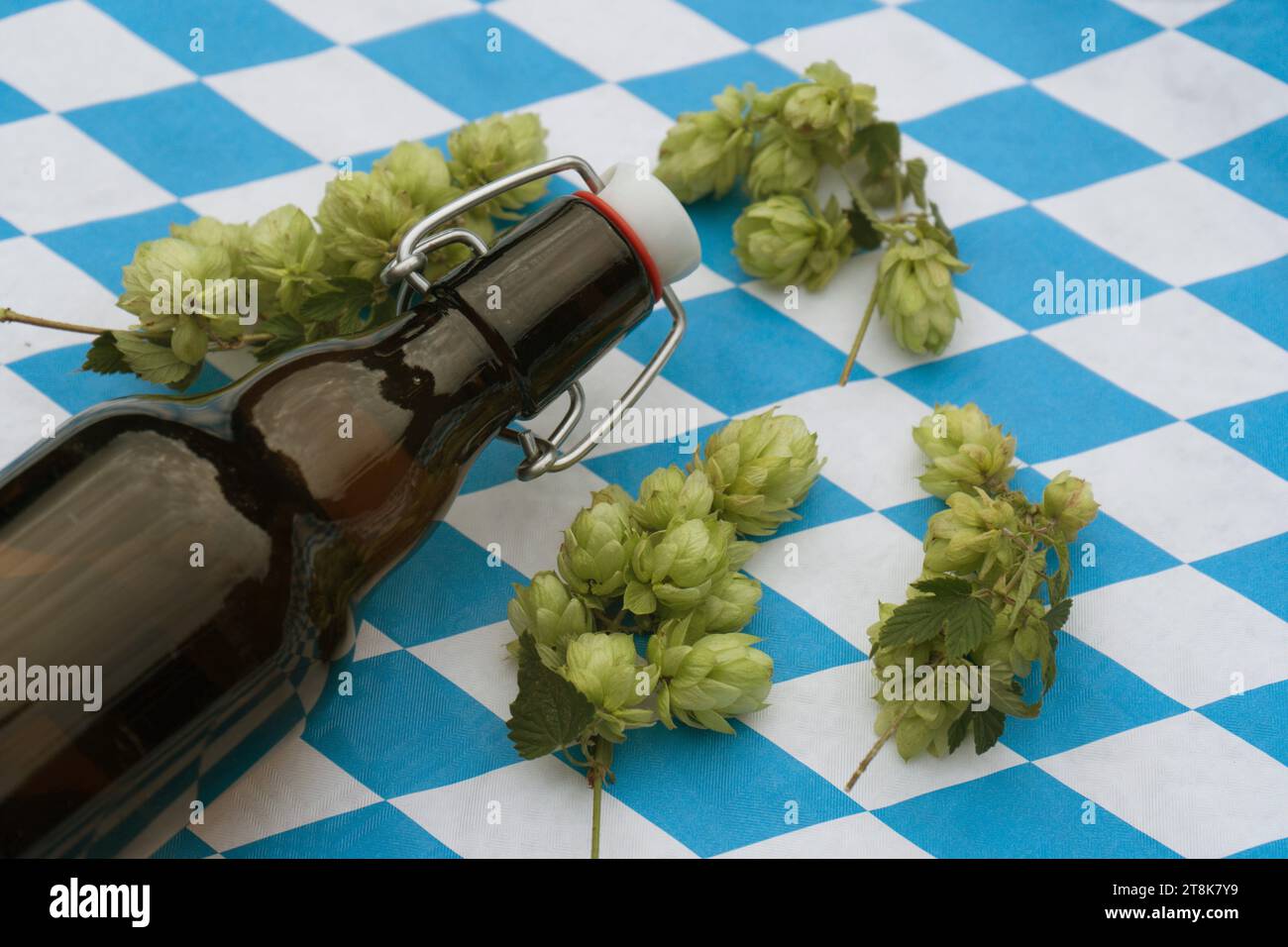 common hop (Humulus lupulus), bottle beer and hop cones on Bavarian ...