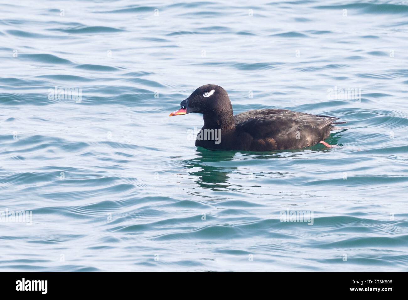 Siberian Scoter, White-winged Scoter (Melanitta stejnegeri), male ...