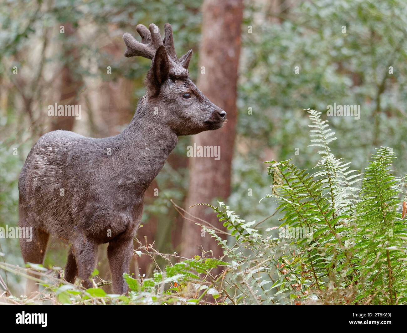 Melanistic deer hi-res stock photography and images - Alamy