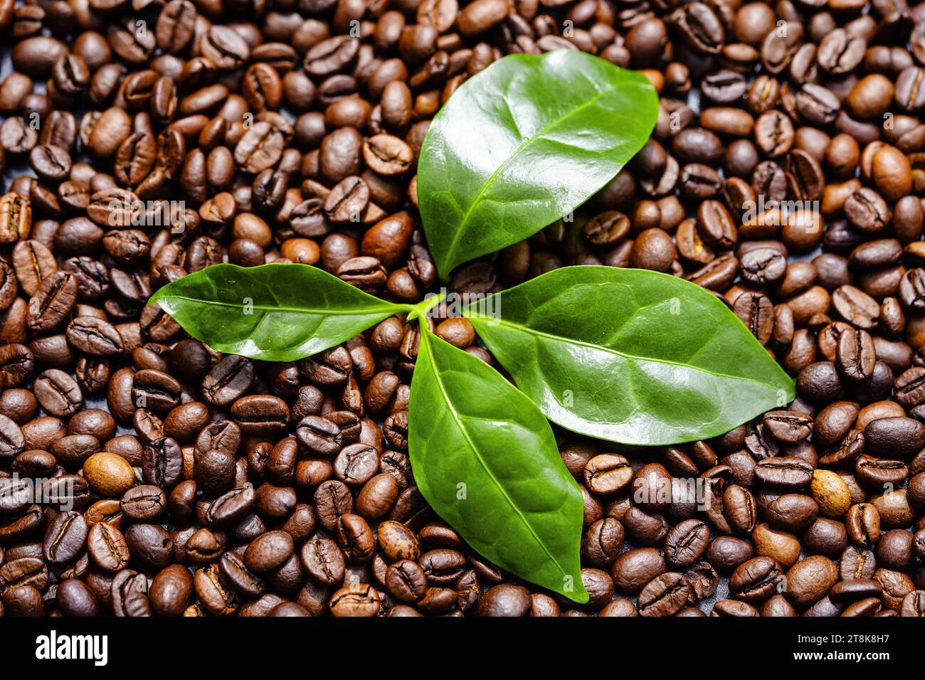 roasted coffee beans with branch of coffee bush Stock Photo - Alamy