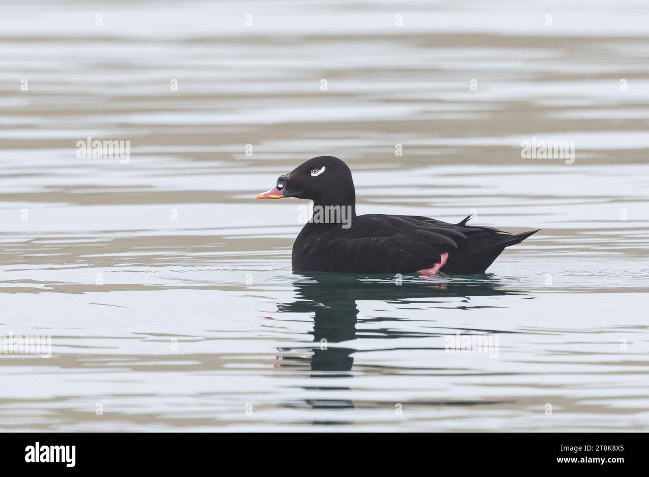 Siberian Scoter, White-winged Scoter (Melanitta stejnegeri), Adult male ...