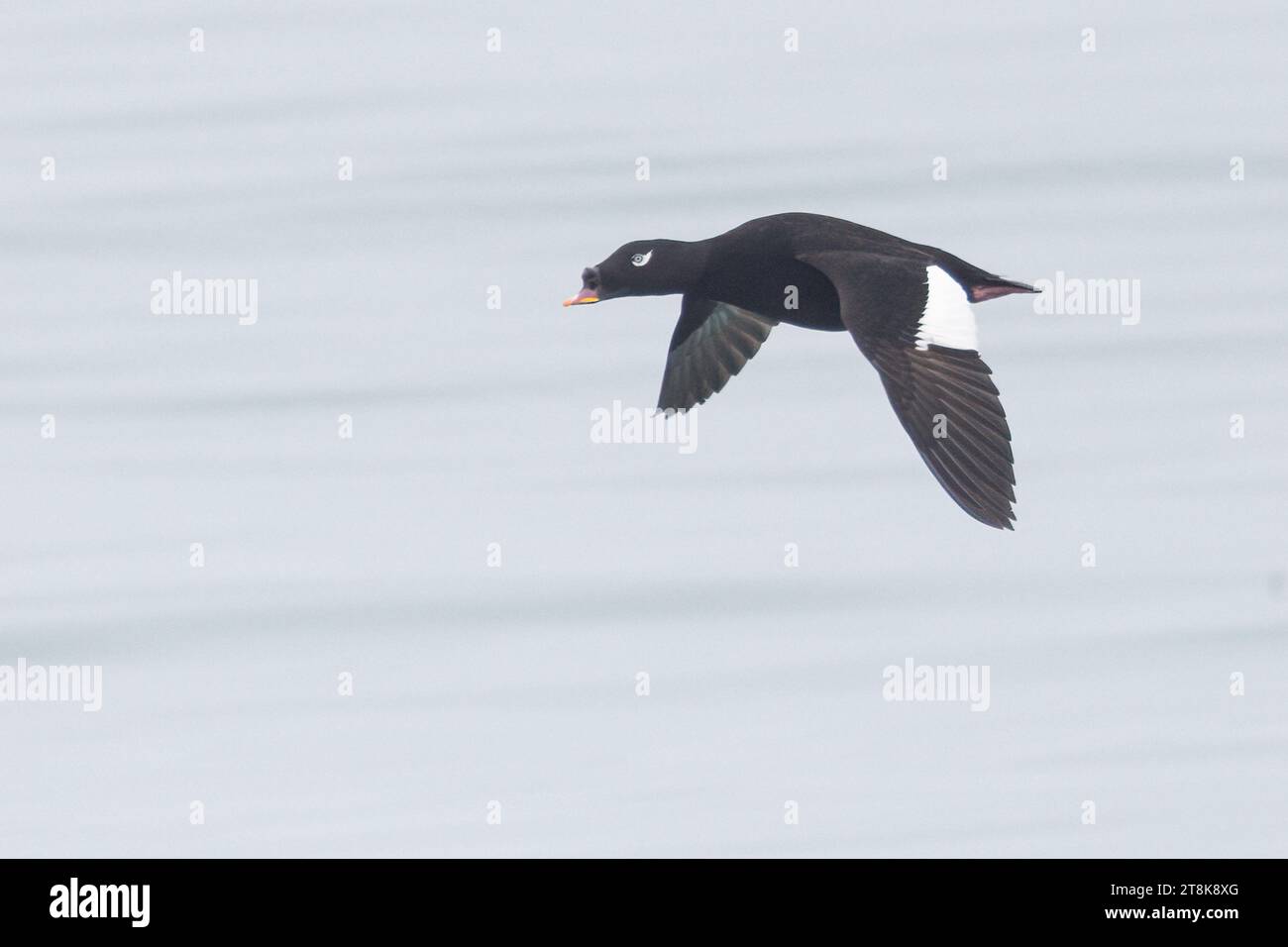 Siberian Scoter, White-winged Scoter, Stejneger's scoter (Melanitta ...