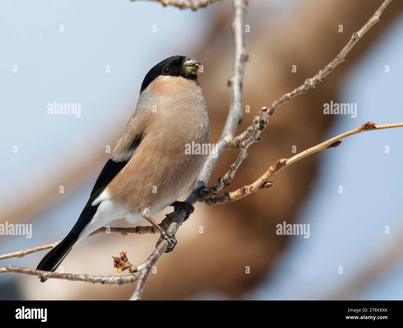 bullfinch, Eurasian bullfinch, northern bullfinch (Pyrrhula pyrrhula ...