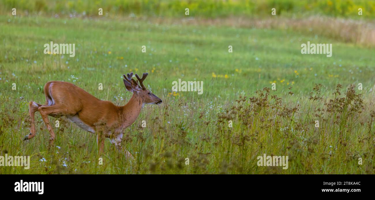 White-tailed buck running in a northern Wisconsin field Stock Photo - Alamy