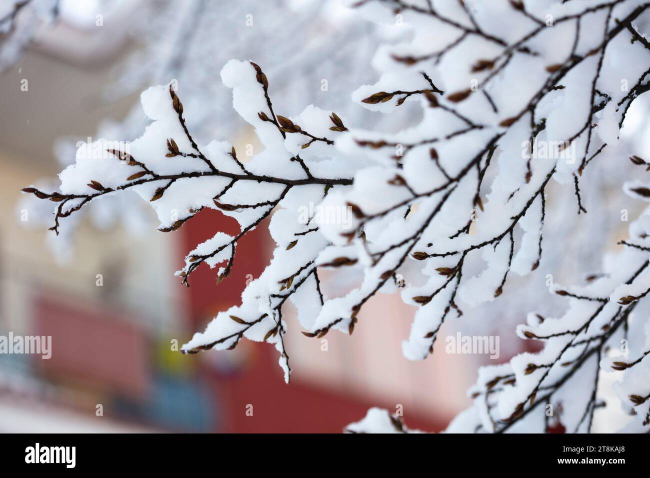 Snow on tree branch Stock Photo - Alamy