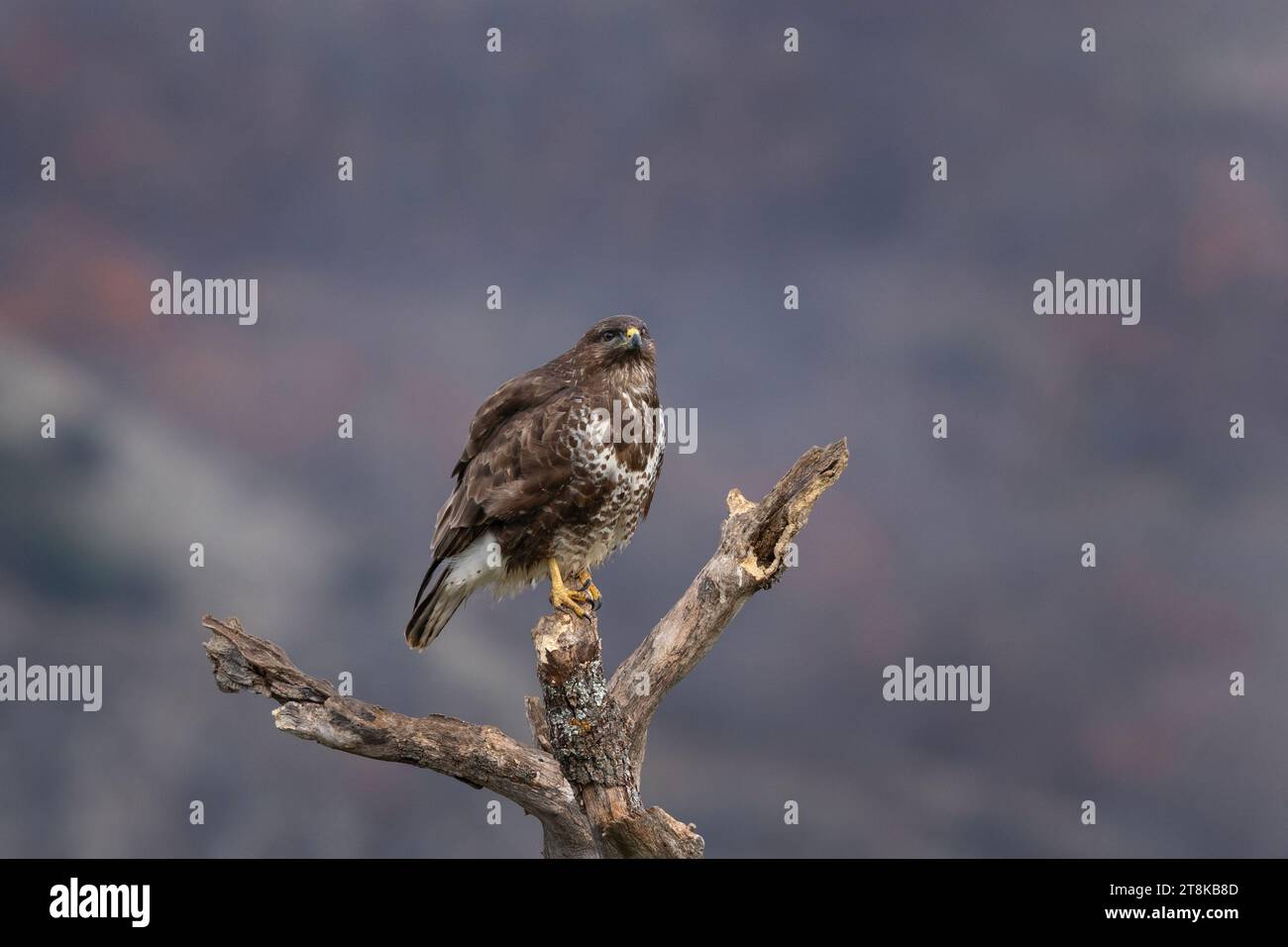 Common buzzard in Rhodope mountains. Buteo buteo in the rockies ...