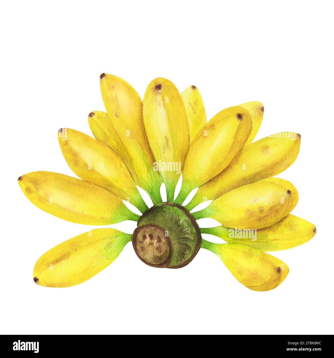 Bunch of yellow ripe bananas. Botanical fruit clipart. Tropical food ...