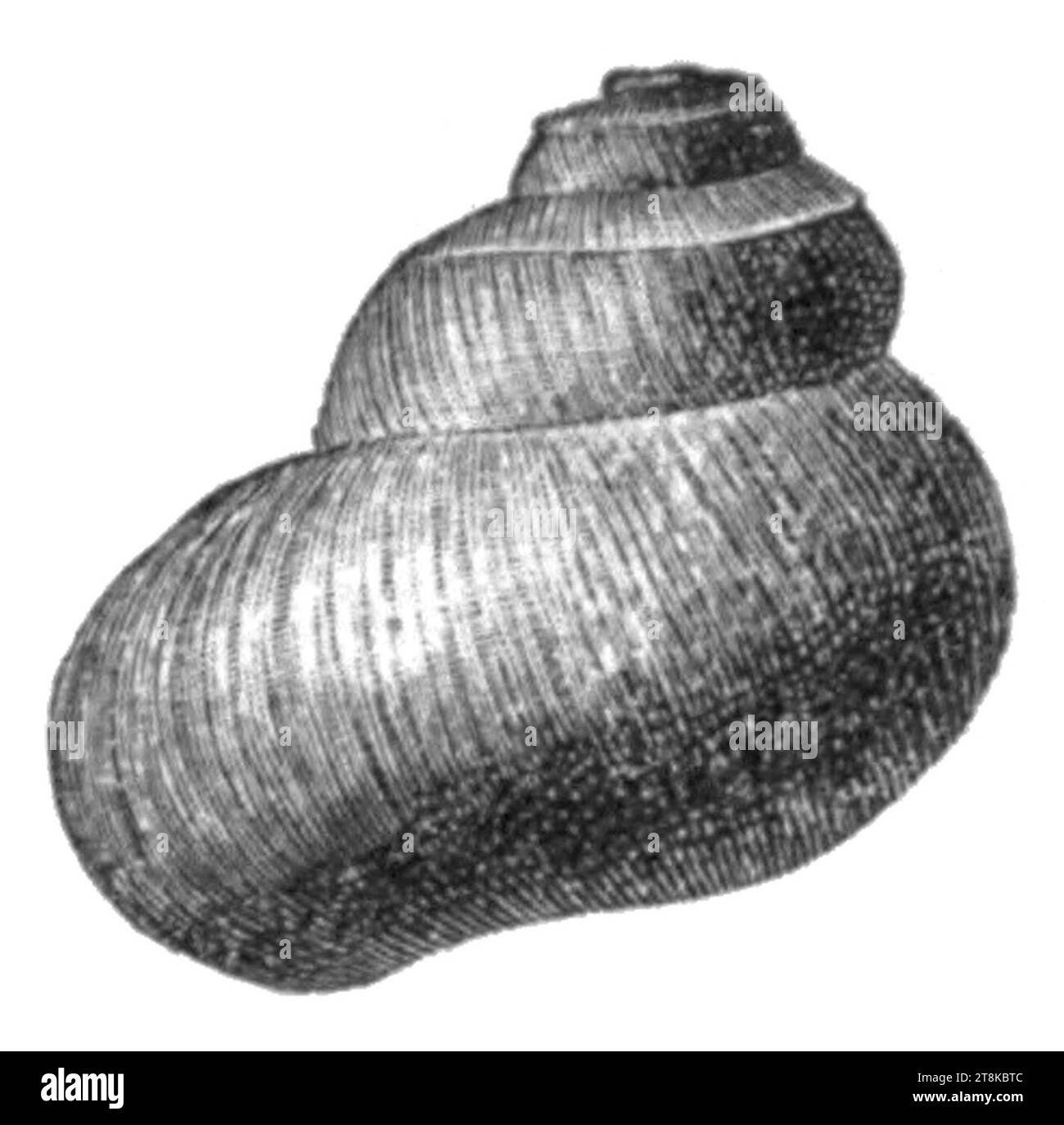 Valvata utahensis hi-res stock photography and images - Alamy