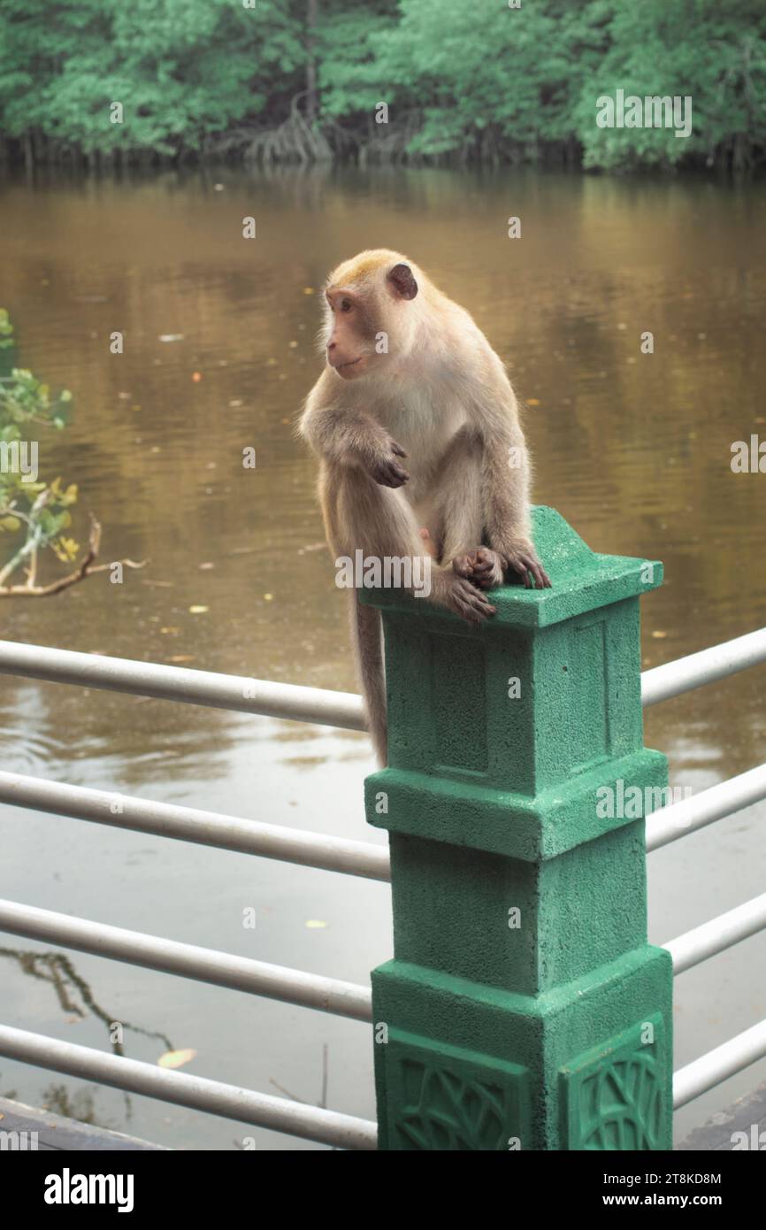 infrared image of the macaque monkey activities at the mangrove forest ...
