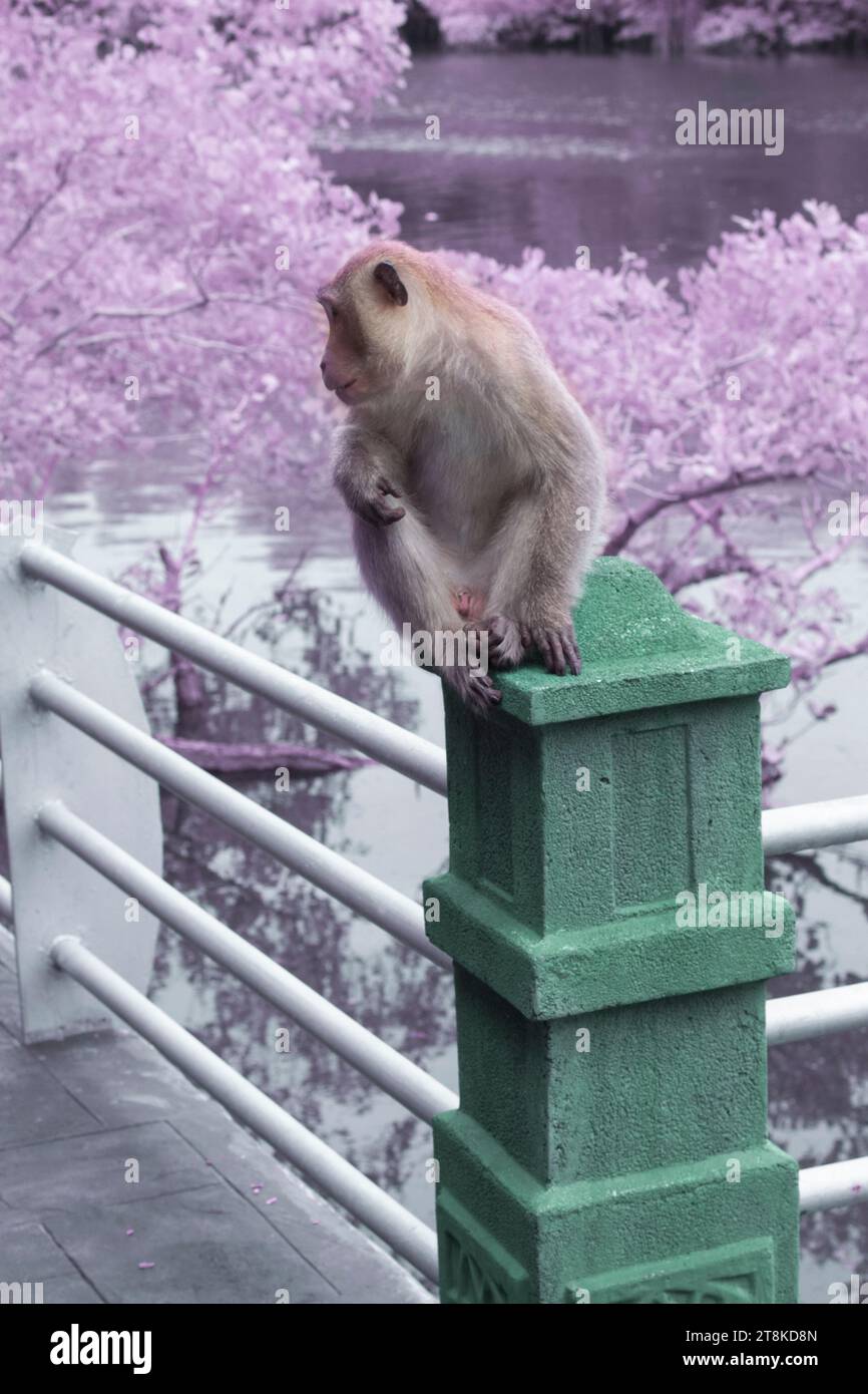 infrared image of the macaque monkey activities at the mangrove forest ...