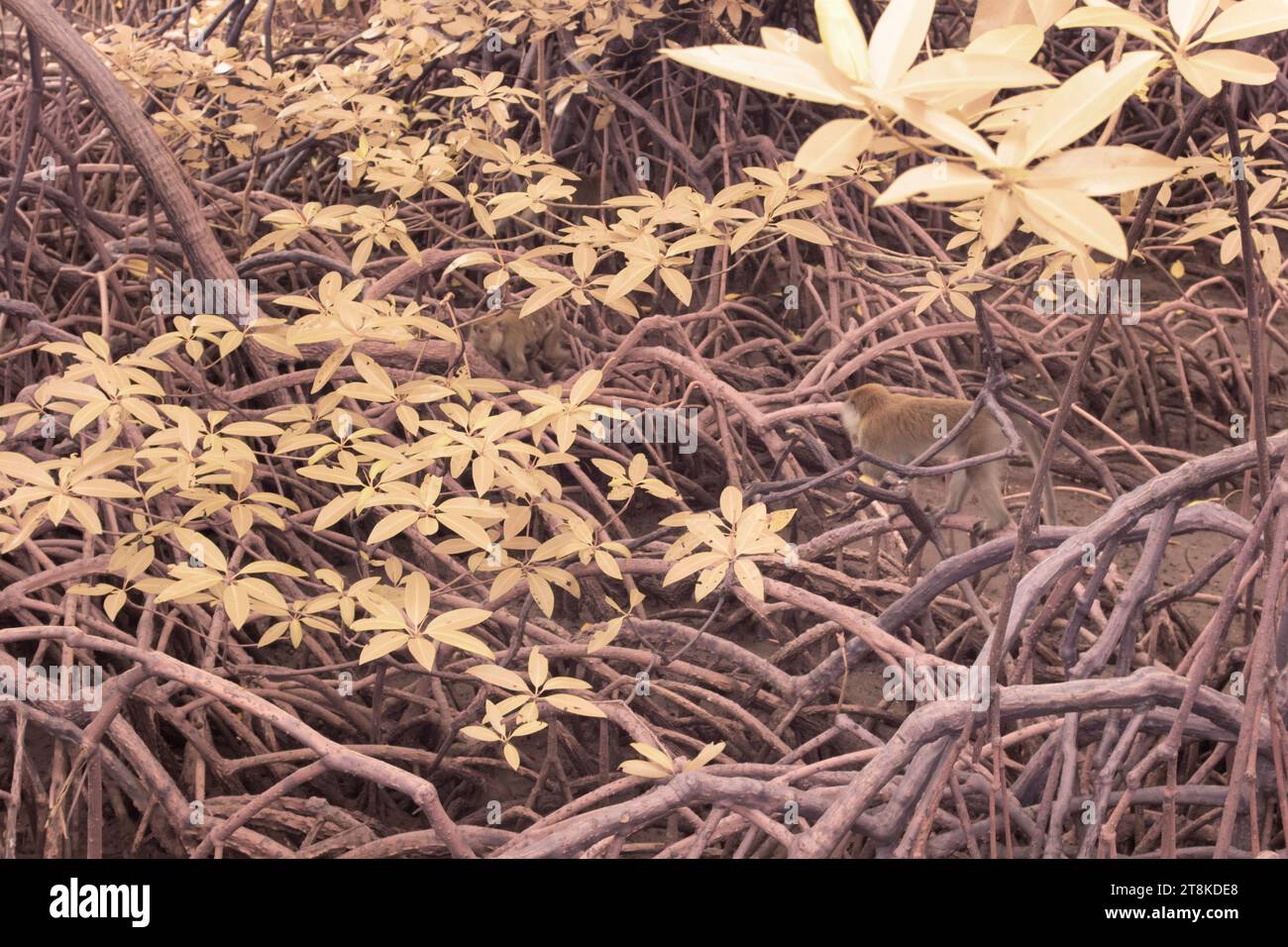 infrared image of the macaque monkey activities at the mangrove forest ...