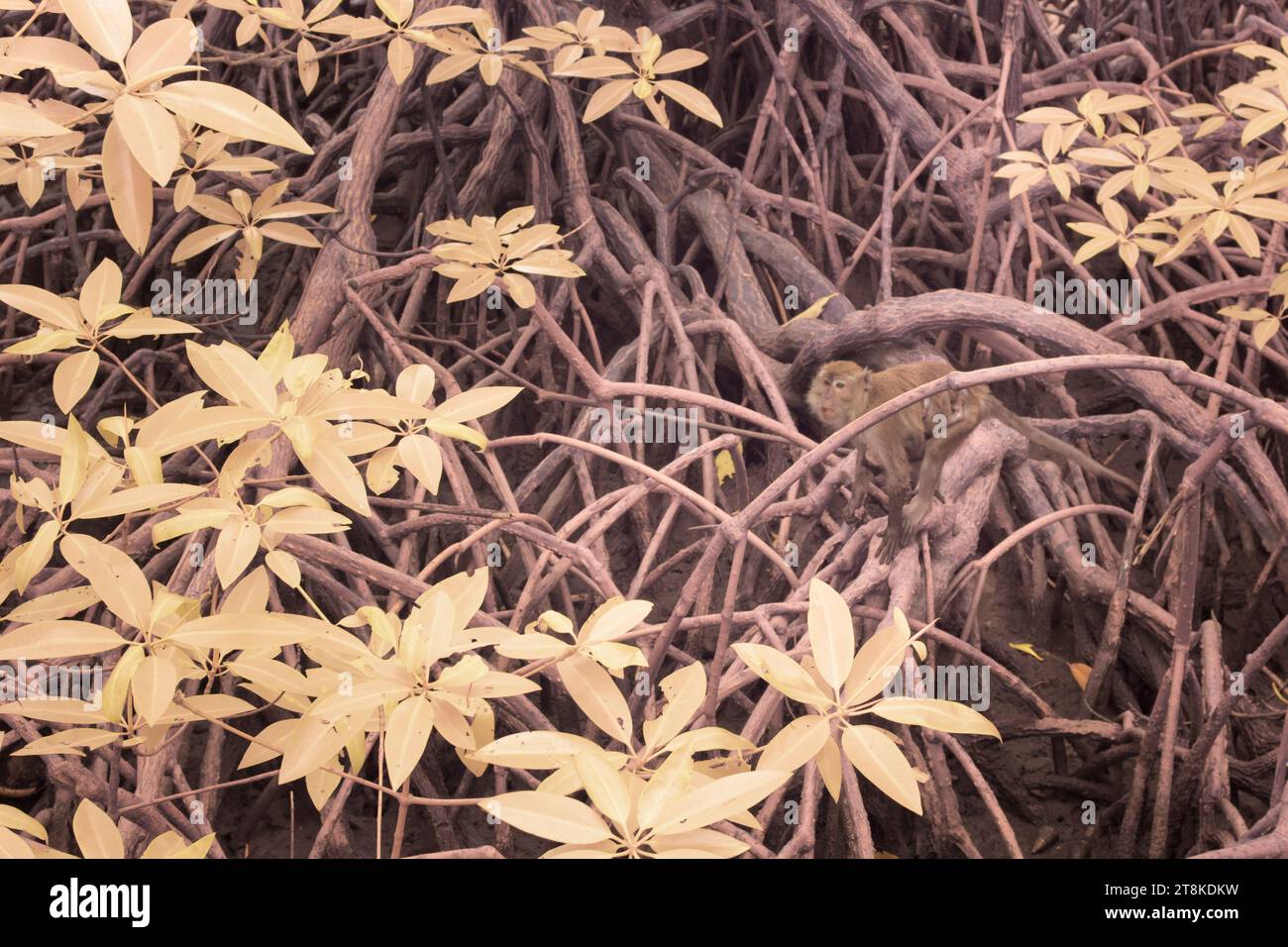 infrared image of the macaque monkey activities at the mangrove forest ...