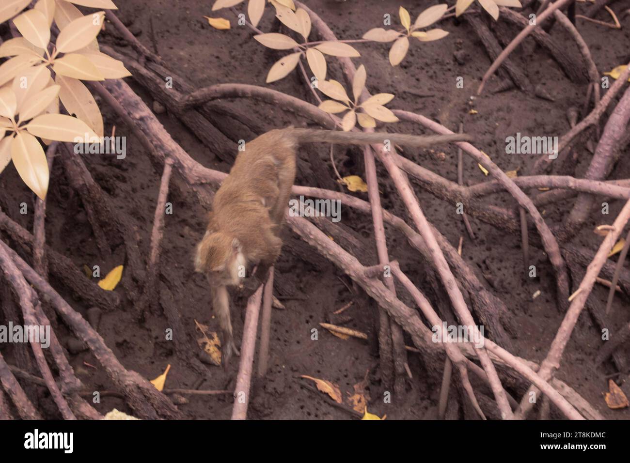 infrared image of the macaque monkey activities at the mangrove forest ...