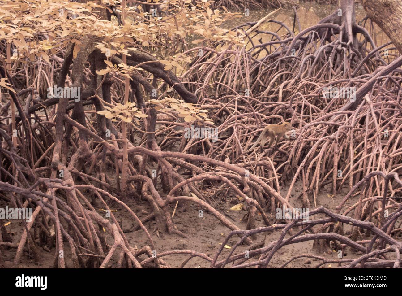 infrared image of the macaque monkey activities at the mangrove forest ...