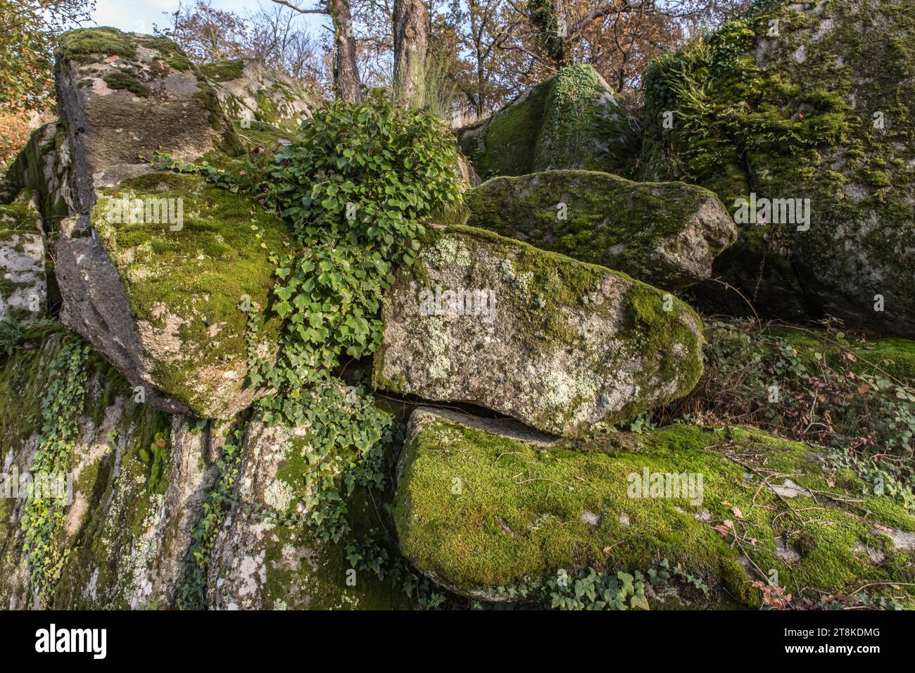 Roche de mousse hi-res stock photography and images - Alamy
