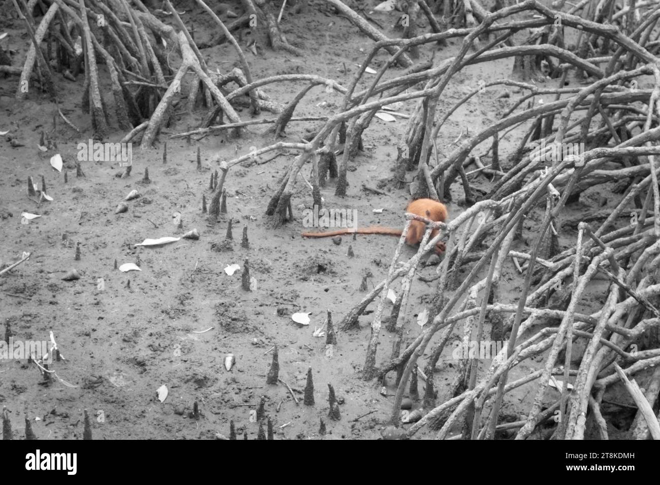 infrared image of the macaque monkey activities at the mangrove forest ...