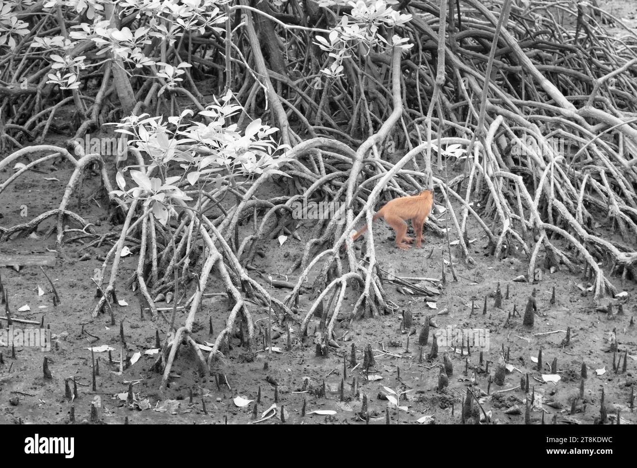infrared image of the macaque monkey activities at the mangrove forest ...