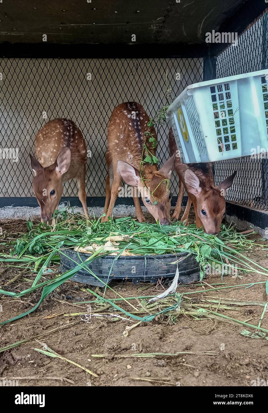 Small baby deer feeding in a cage Stock Photo - Alamy