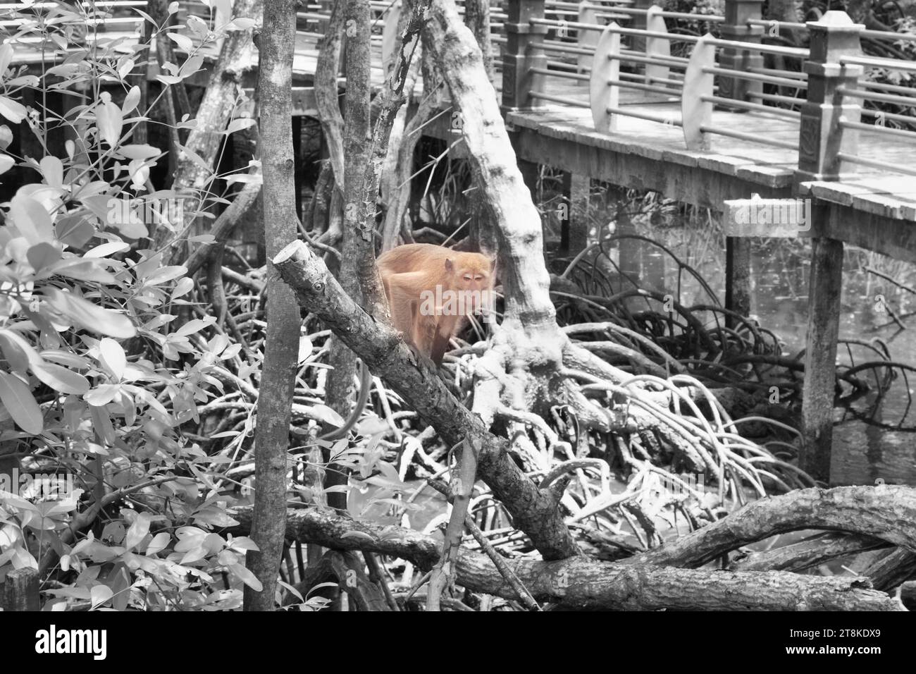infrared image of the macaque monkey activities at the mangrove forest ...