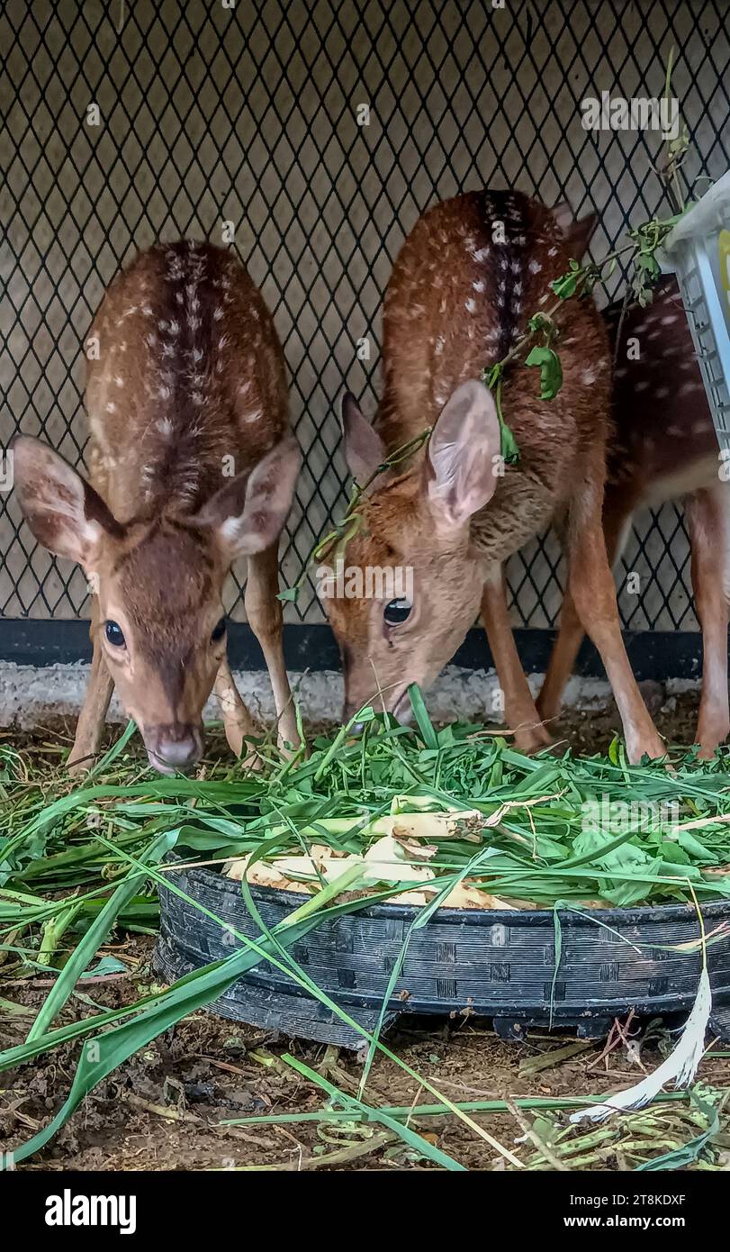 Small baby deer feeding in a cage Stock Photo - Alamy