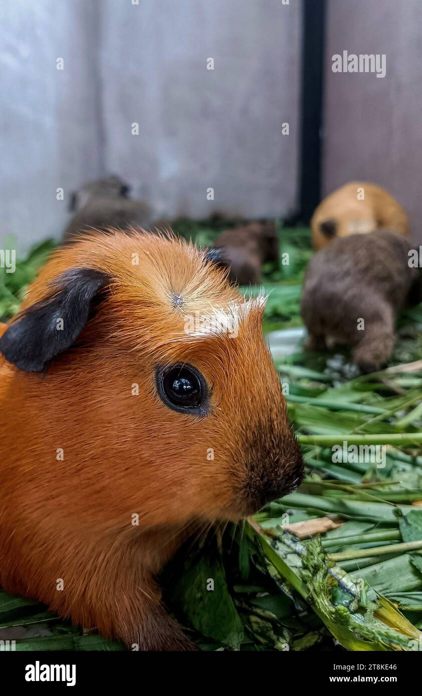 Guinea pigs in cage hi-res stock photography and images - Alamy