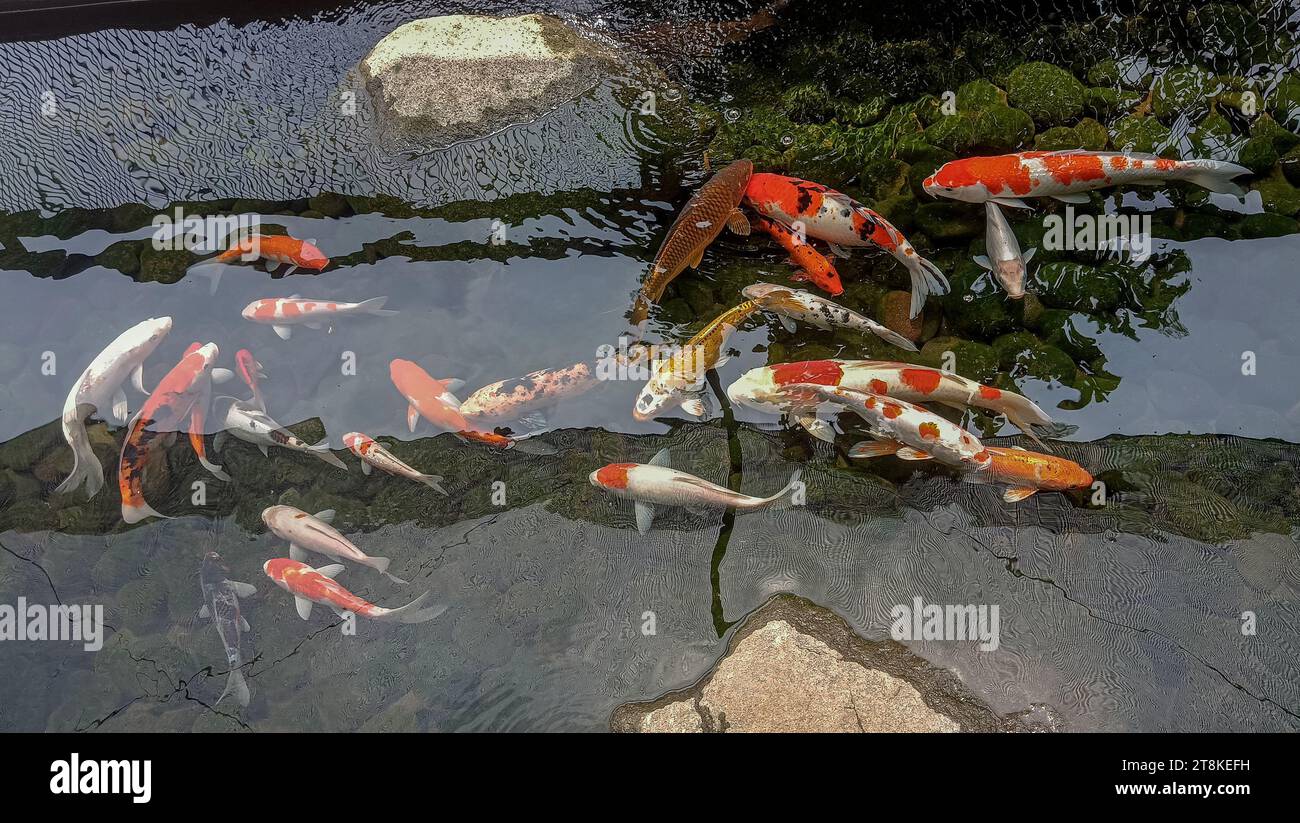 Koi fish pond underwater view hi-res stock photography and images - Alamy