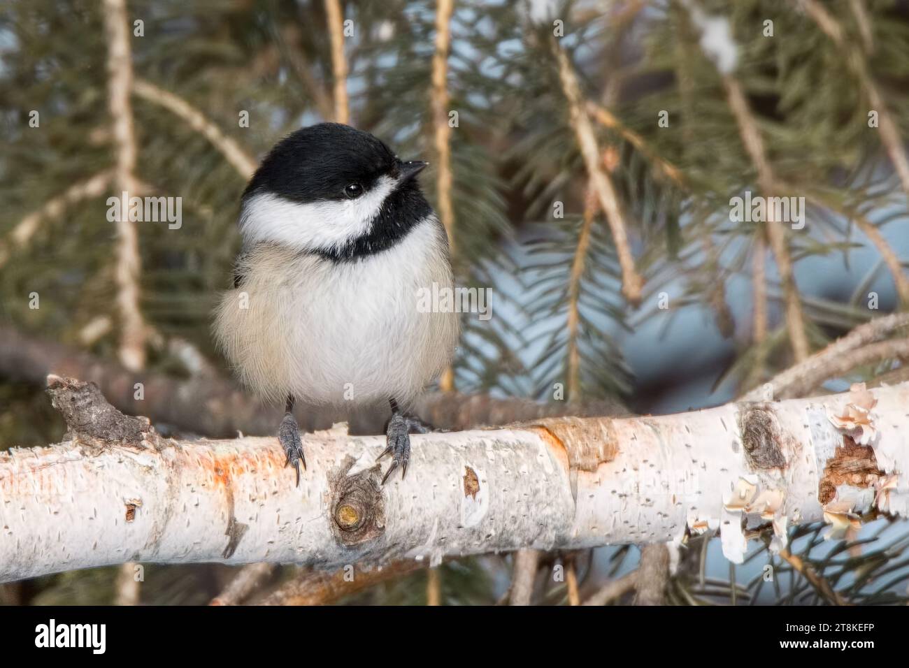 Close up Black Capped Chickadee (Poecile atricapillus) perching in the ...