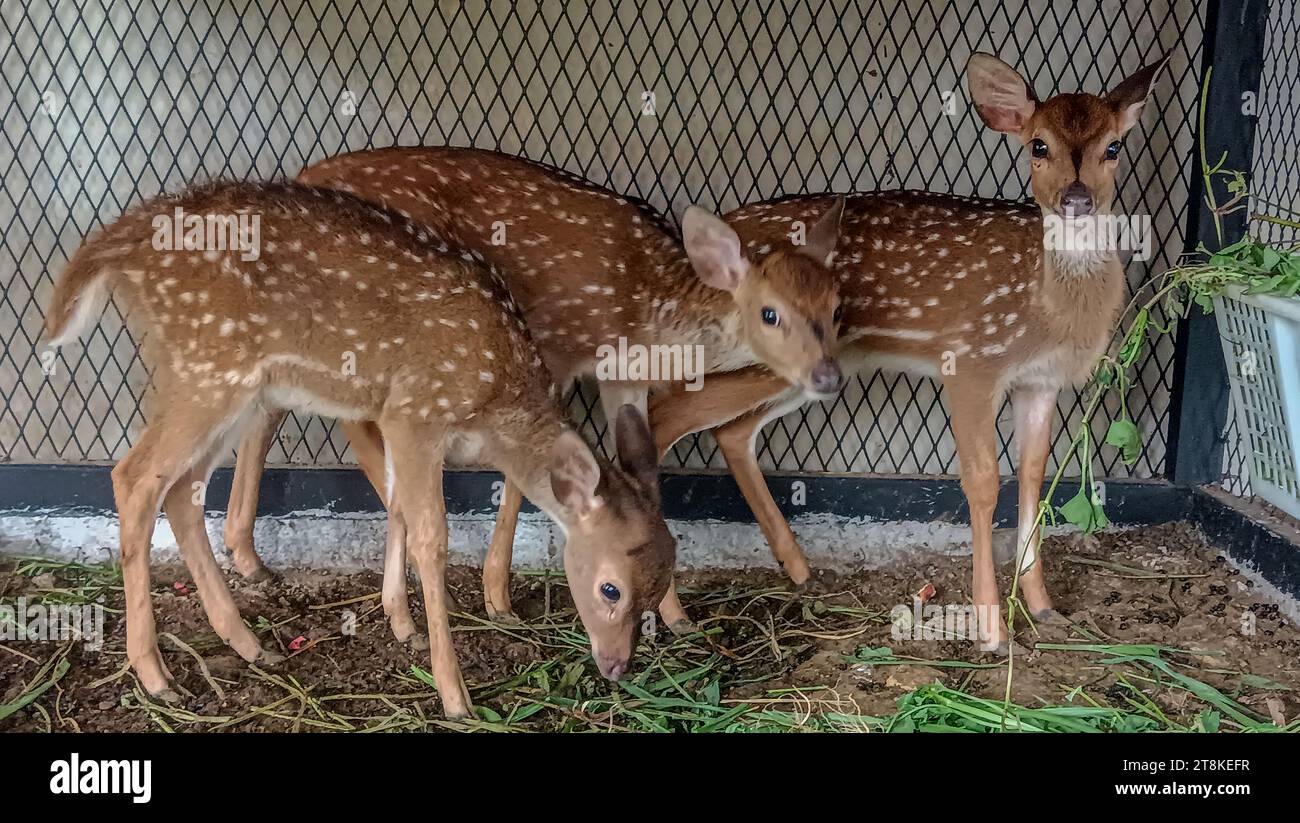 Small baby deer feeding in a cage Stock Photo - Alamy