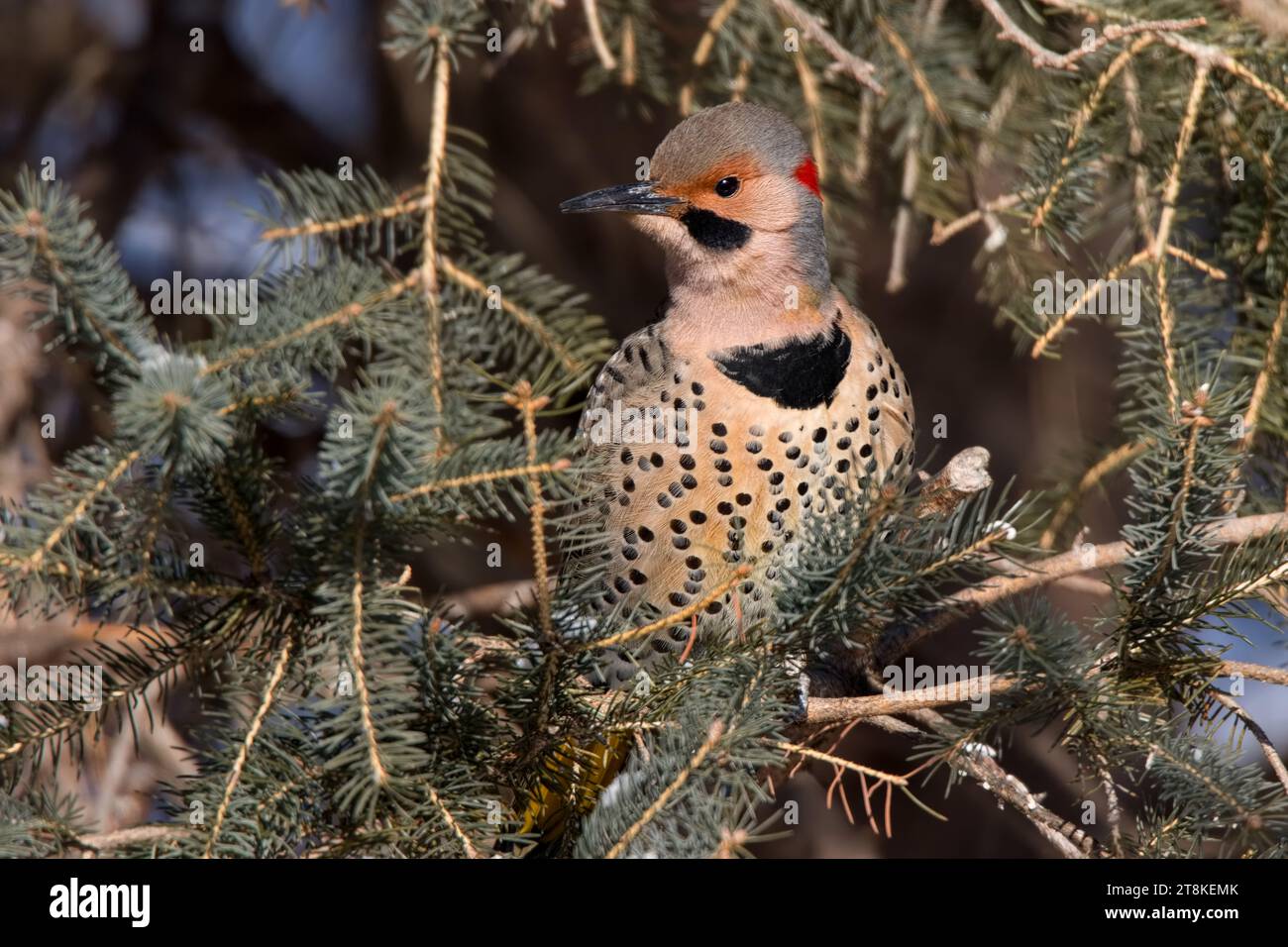 Close up Northern Flicker (Colaptes auratus) woodpecker perching in the ...