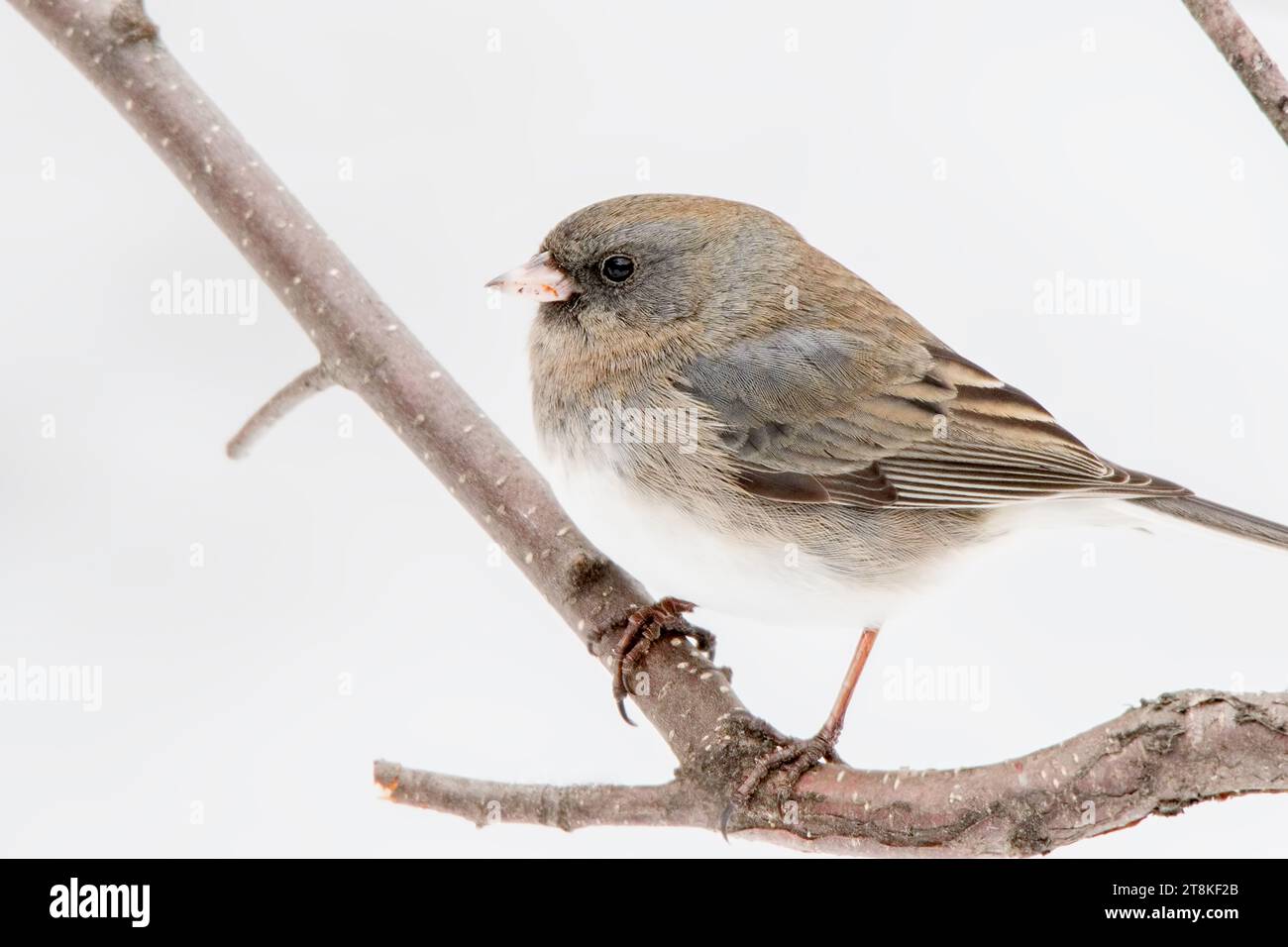 Female Dark Eyed Junco (Junco hyemalis) perched on a Birch branch in ...