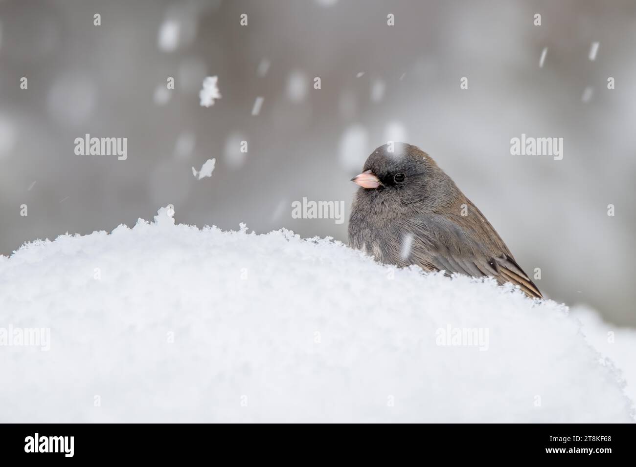 Female Dark Eyed Junco (Junco hyemalis) perched in the snow during a ...