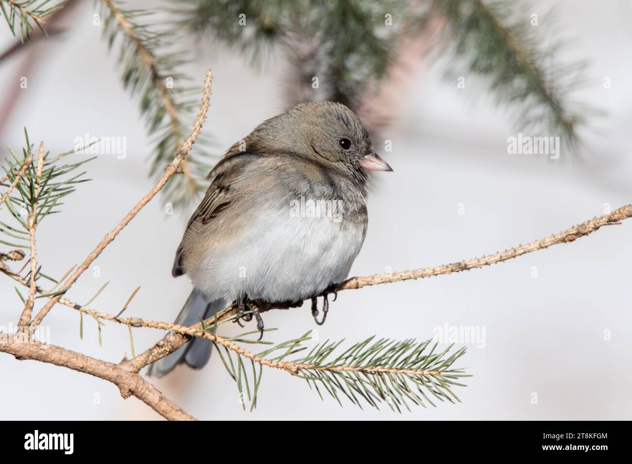 Close up female Dark Eyed Junco (Junco hyemalis) perching in the boughs ...