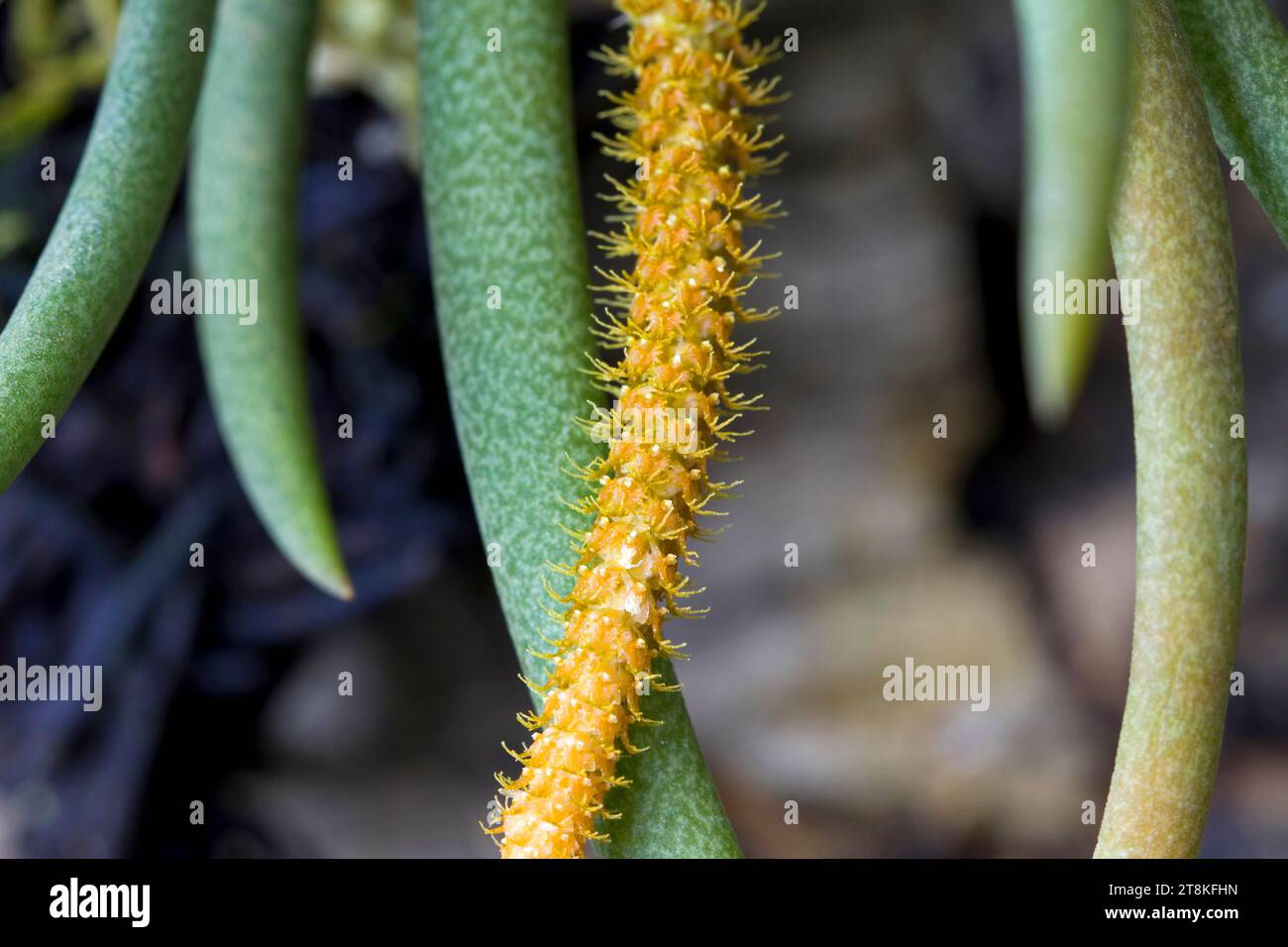 A close-up of a flower on an Oberonia cavaleriei plant, a species of ...