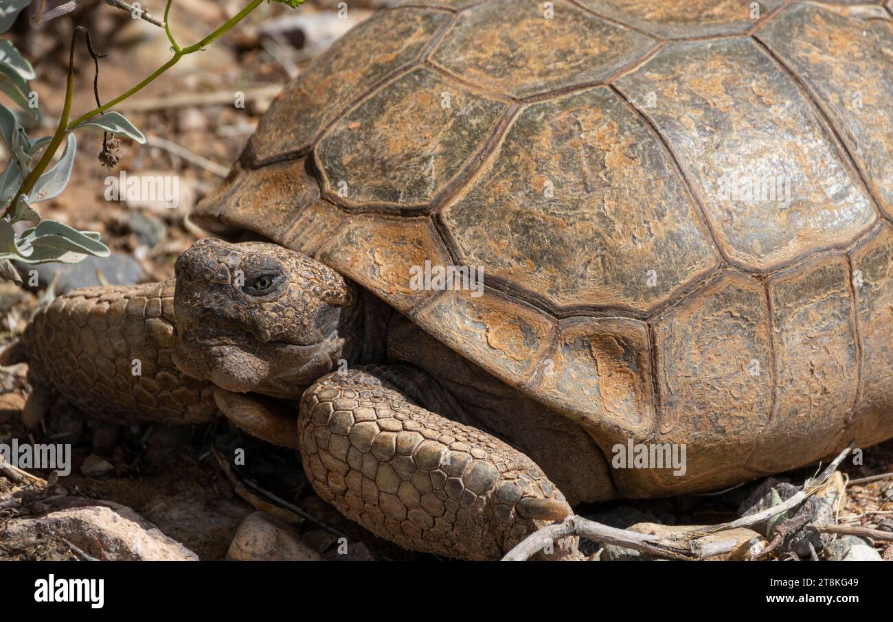 'Digger' the desert tortoise, at the Imperial National Wildlife Refuge ...