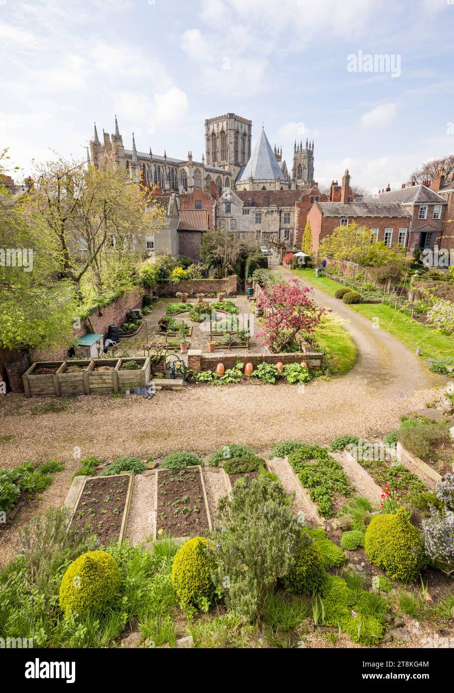 YORK, UK - April 17, 2023. York Minster behind vegetable gardens viewed ...