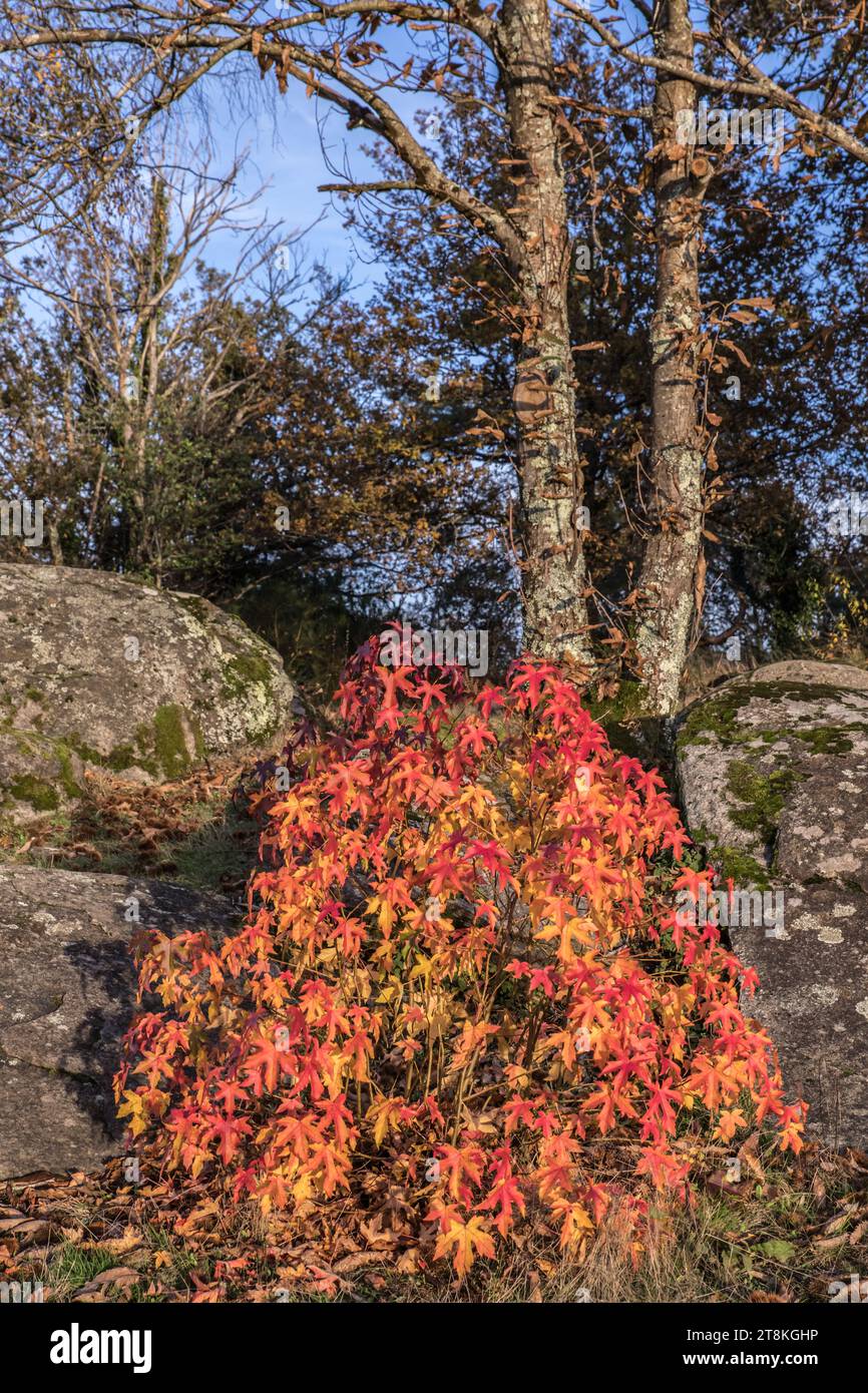 Roche rouge hi-res stock photography and images - Alamy