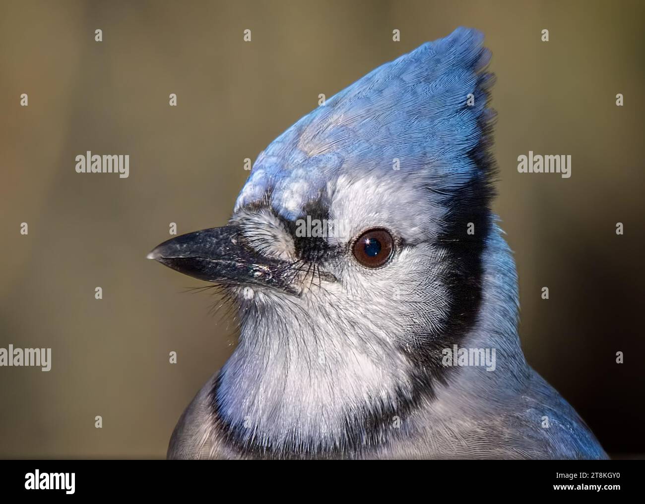 Super close up headshot of Blue Jay (Cyanocitta cristata) in the ...