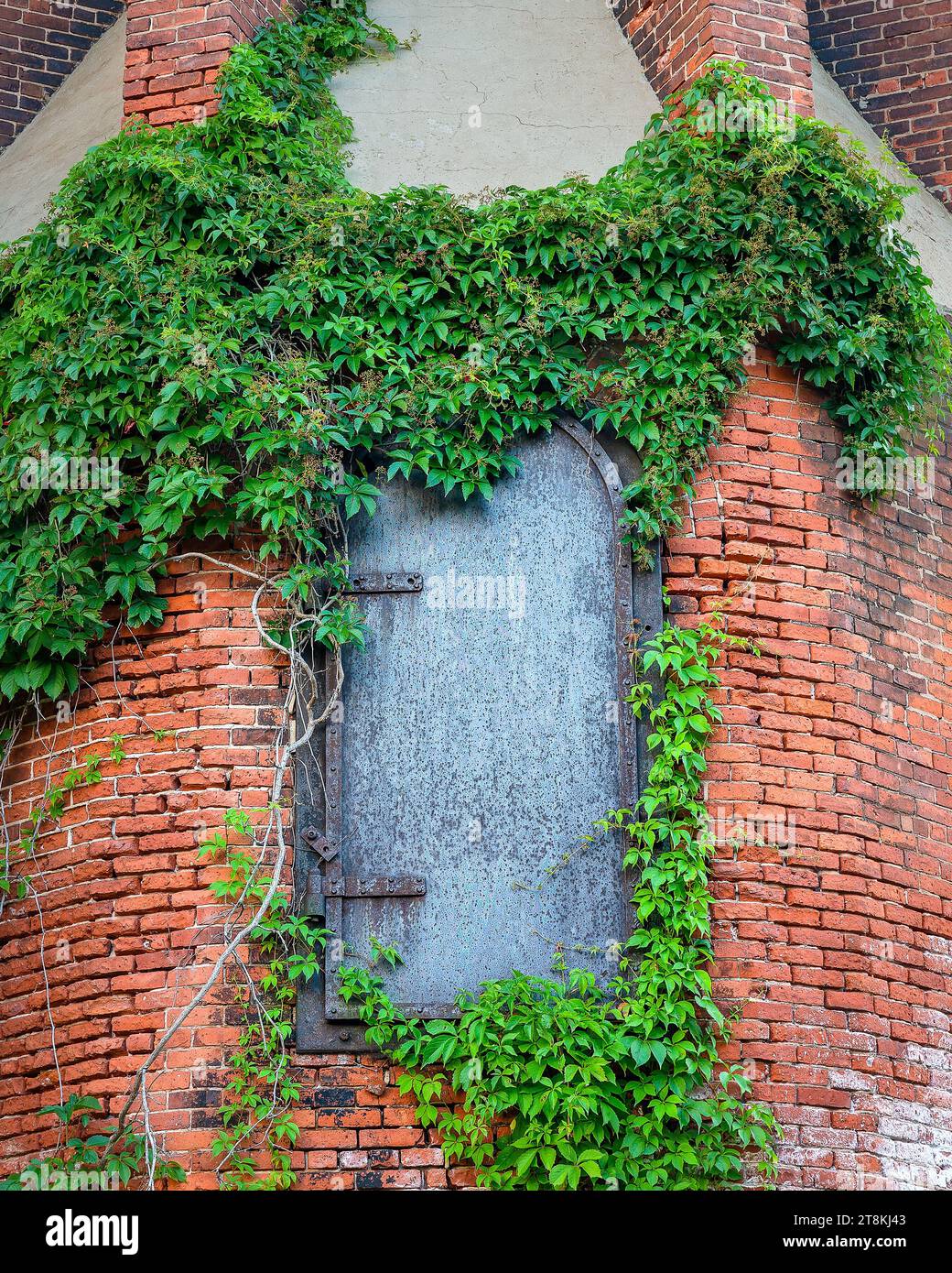 An iron access door and green ivy at the base of an old industrial ...