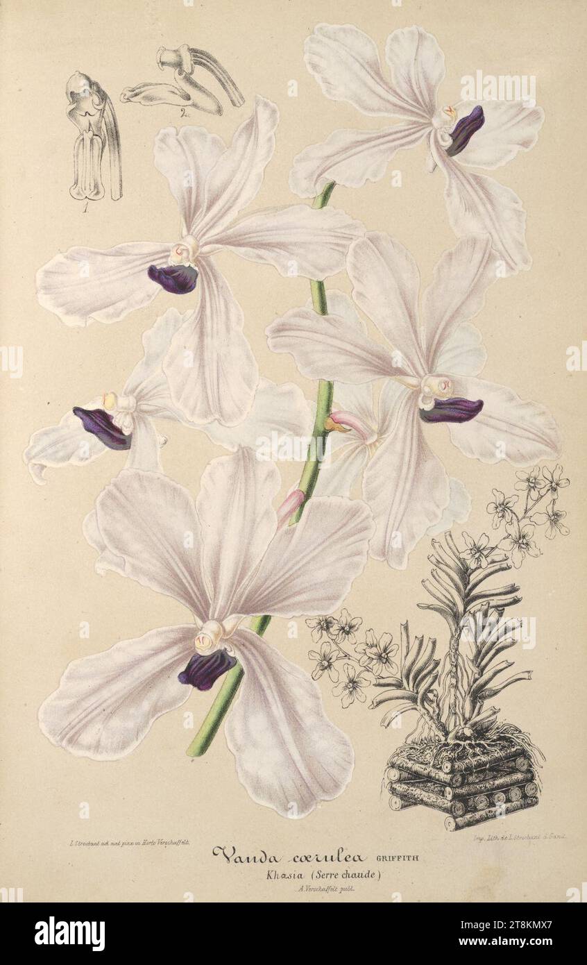 Vanda coerulea drawing Stock Photo - Alamy