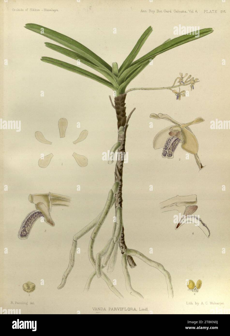 Vanda testacea (as Vanda parviflora) - The Orchids of the Sikkim ...