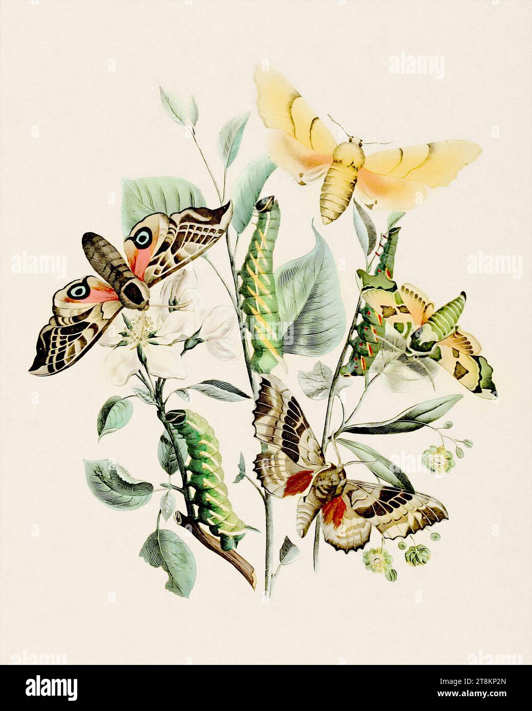 Digital watercolor butterflies on rustic beige background. Elegant and ...
