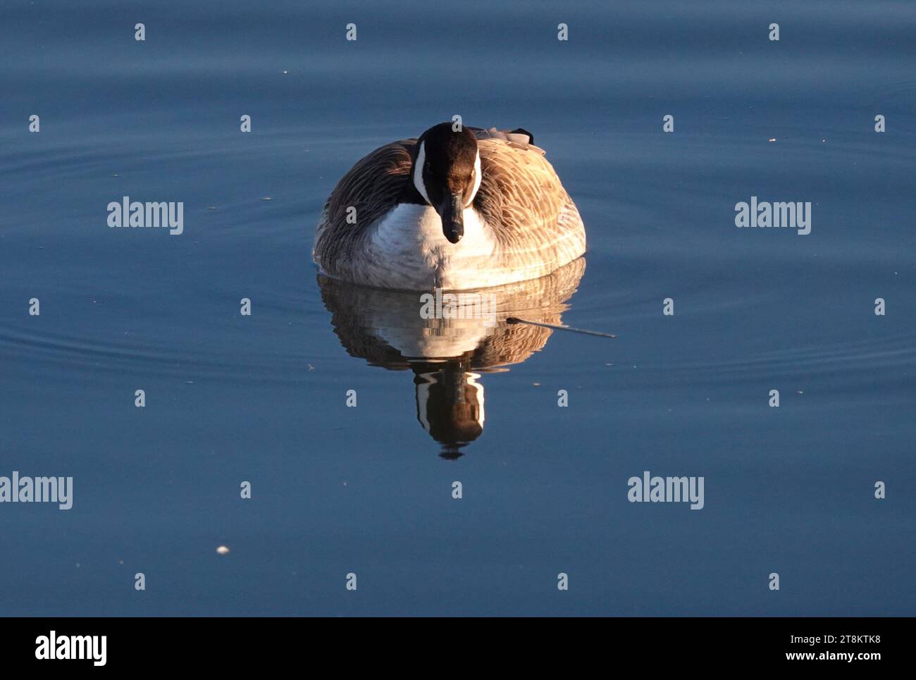 Canadian goose looking down at his reflection in the pond on which he's ...